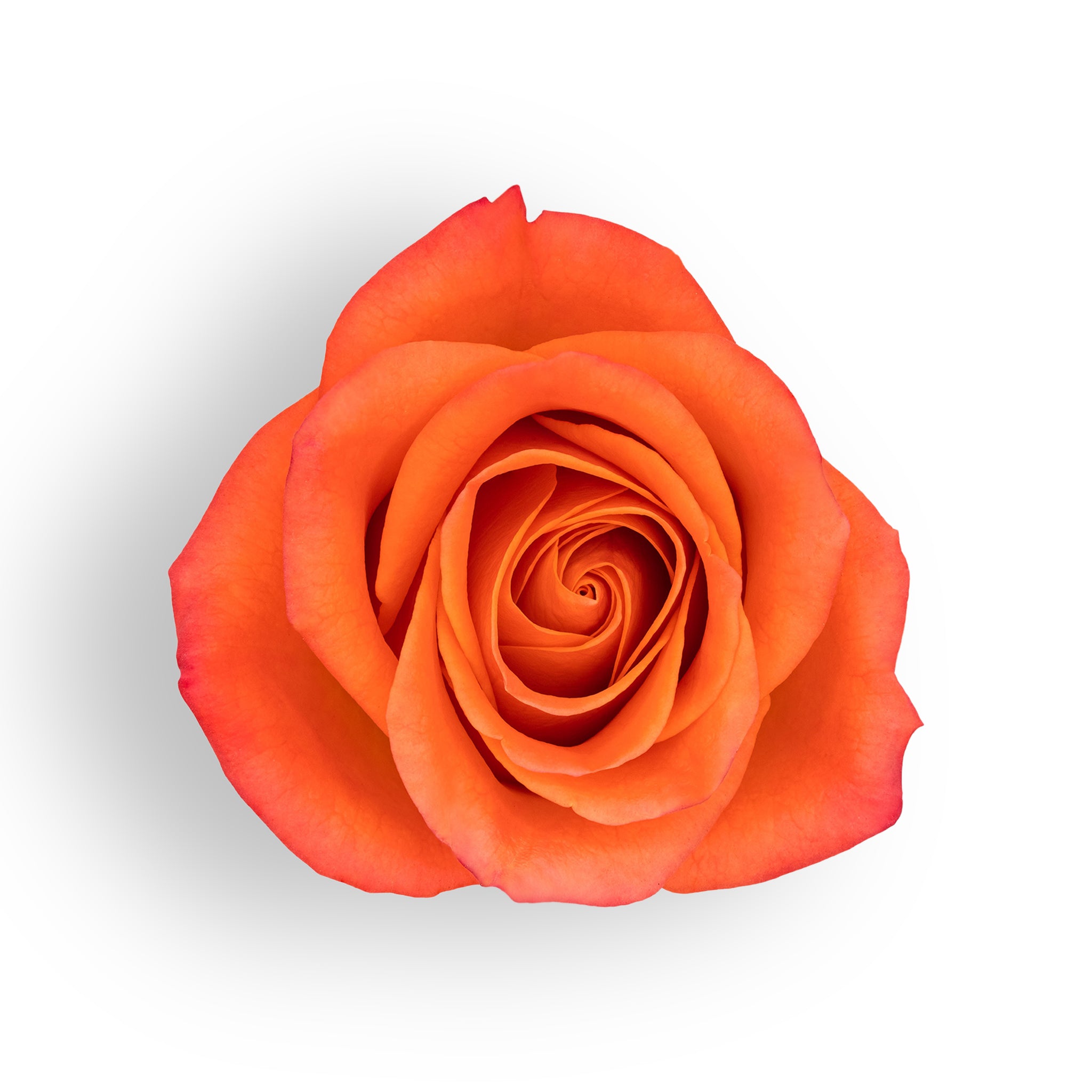 Orange Crush – Ecuaplanet Roses