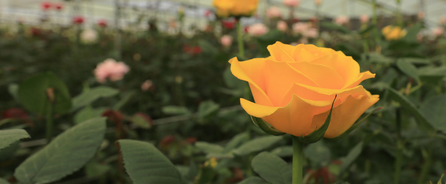 Mandarin X-pression – Ecuaplanet Roses