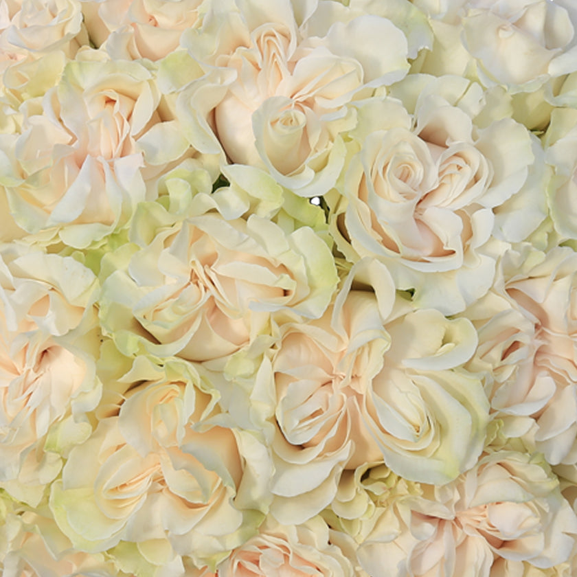 Cotton X-pression – Ecuaplanet Roses