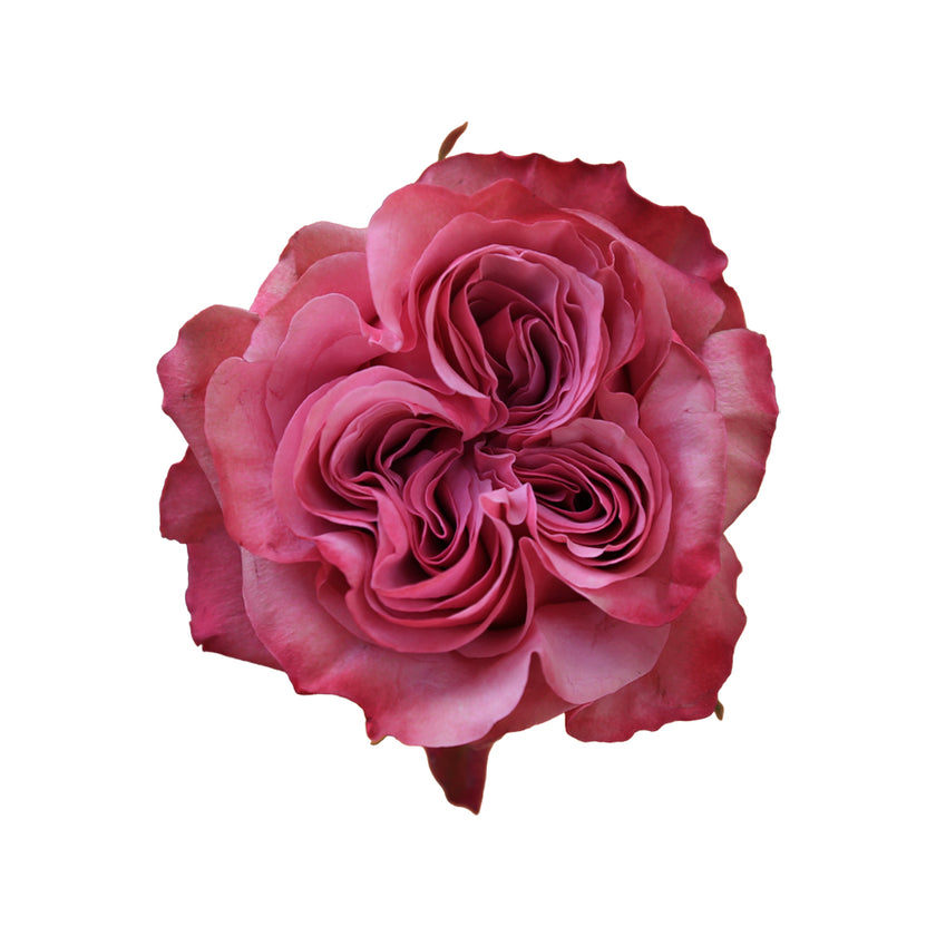 Country Blues – Ecuaplanet Roses