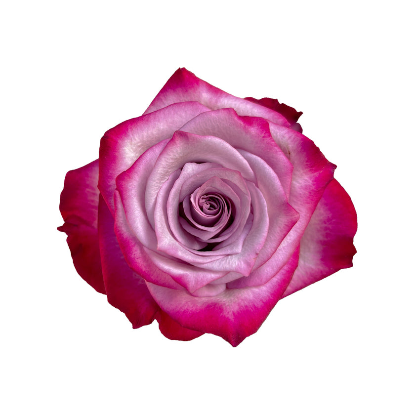 Deep Purple – Ecuaplanet Roses