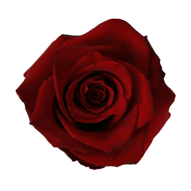 Explorer – Ecuaplanet Roses