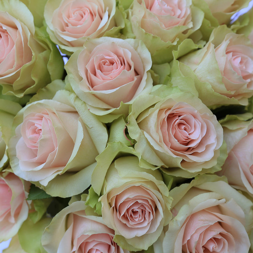 Frutteto – Ecuaplanet Roses