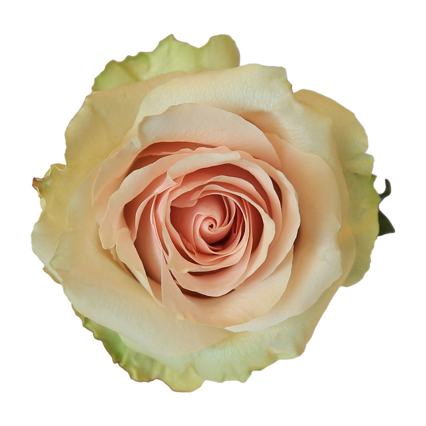 Frutteto – Ecuaplanet Roses