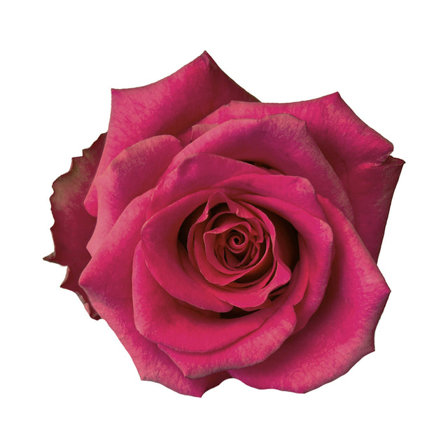 Hot Explorer – Ecuaplanet Roses