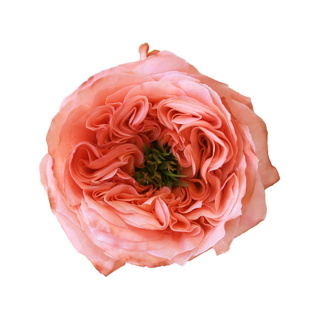 Mandarin X-pression – Ecuaplanet Roses