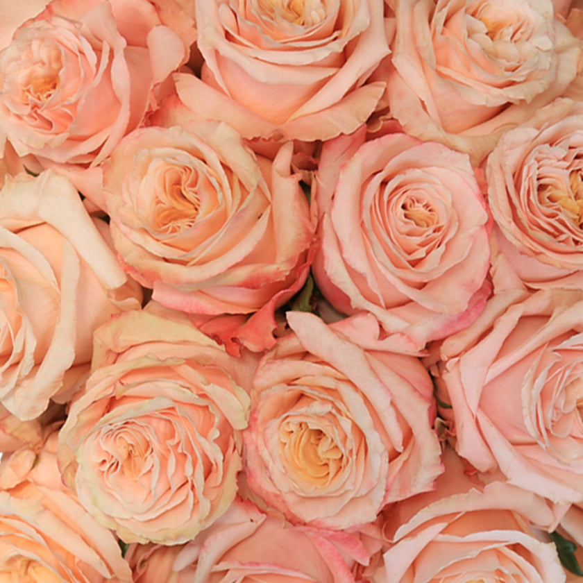 Shimmer – Ecuaplanet Roses