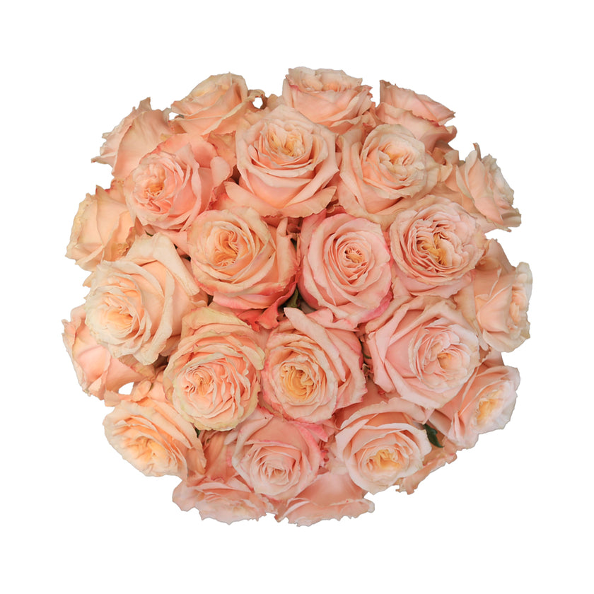 Shimmer – Ecuaplanet Roses