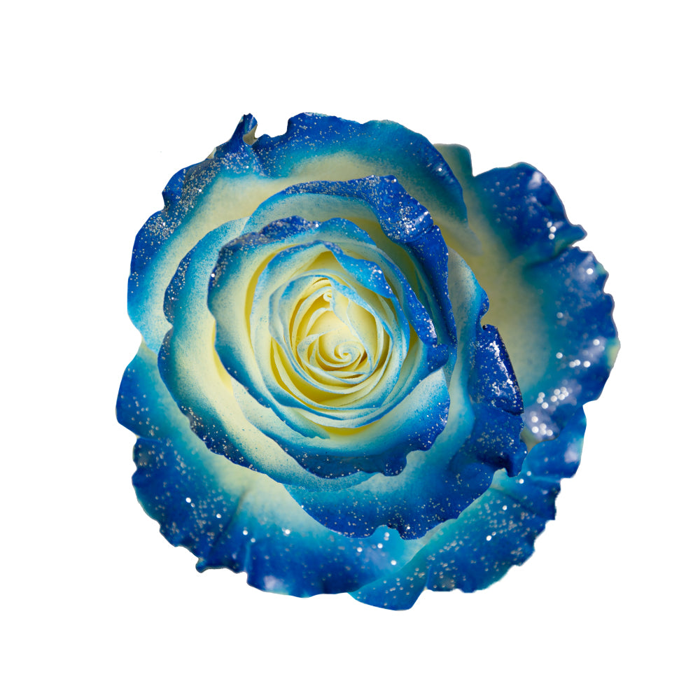 Starry Sky – Ecuaplanet Roses