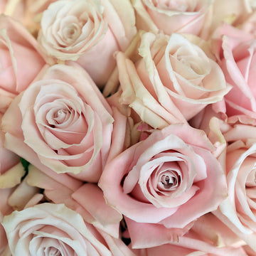 Sweet Escimo – Ecuaplanet Roses