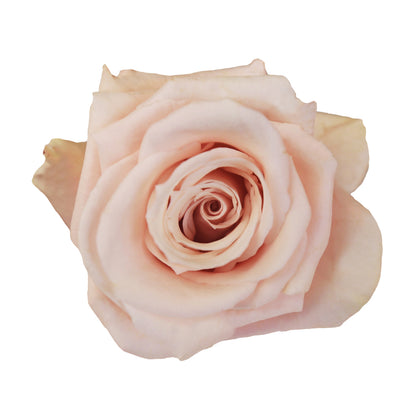 Sweet Escimo – Ecuaplanet Roses