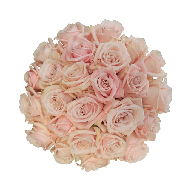 Sweet Escimo – Ecuaplanet Roses