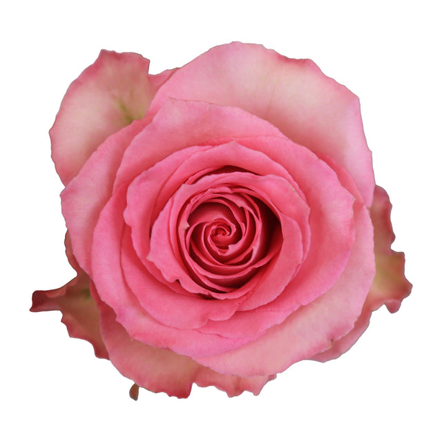 Sweet Unique – Ecuaplanet Roses