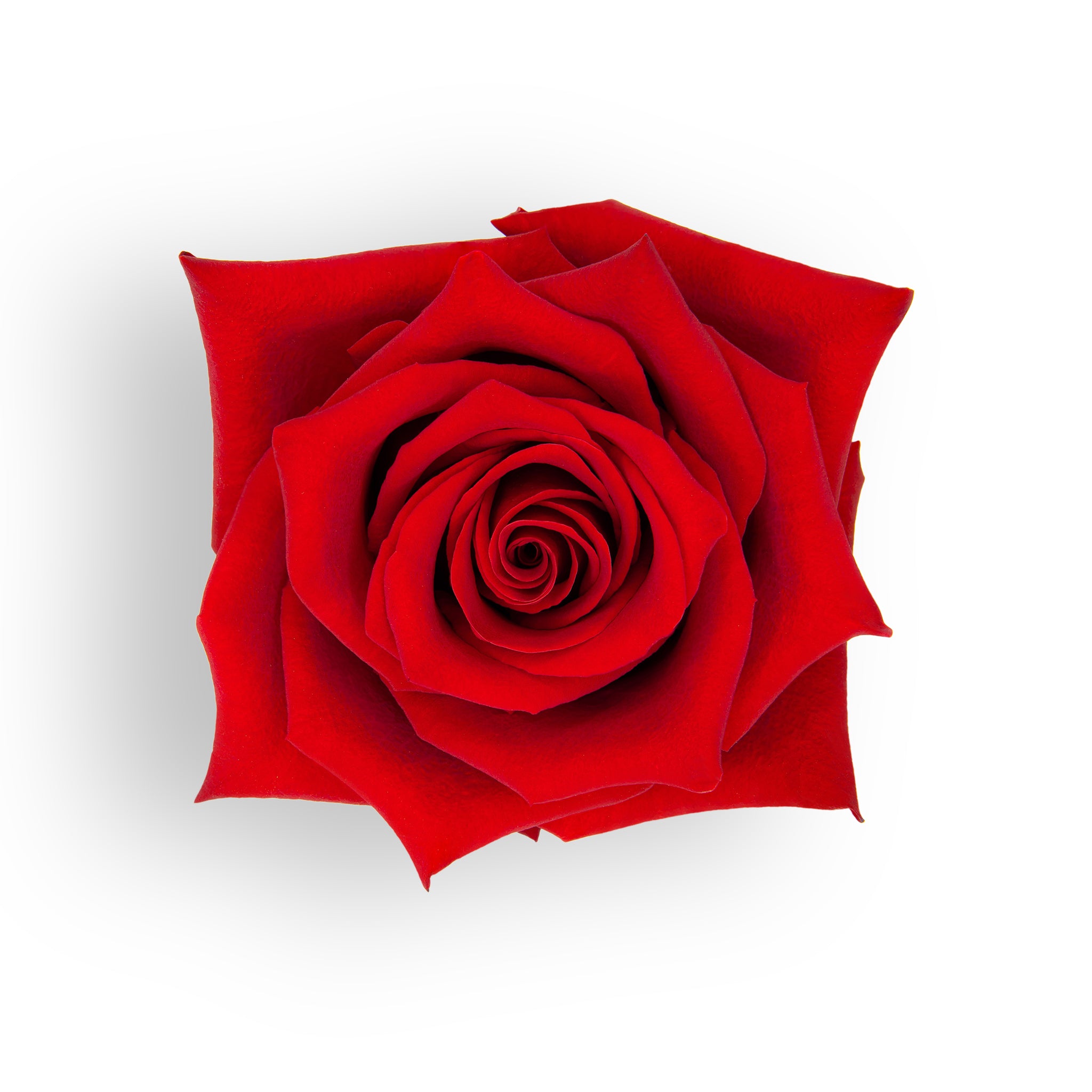 Explorer – Ecuaplanet Roses