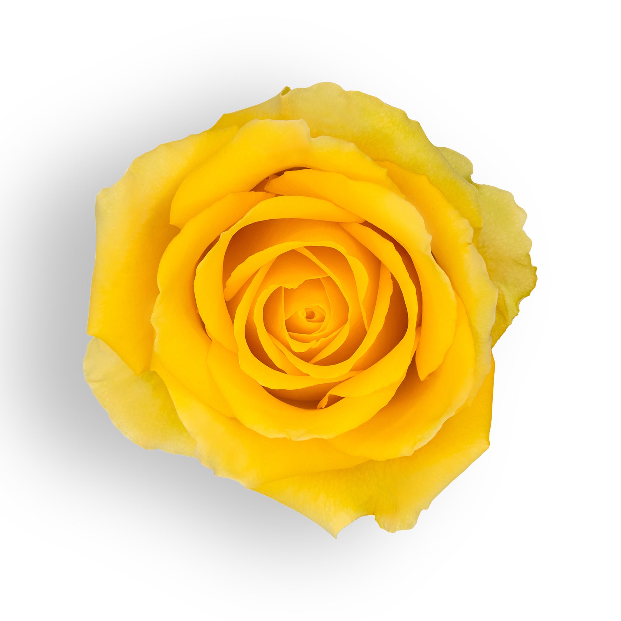 High & Exotic – Ecuaplanet Roses