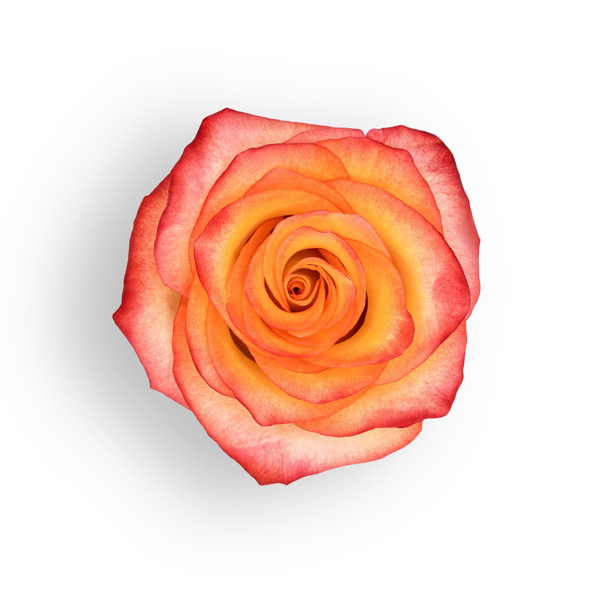 High & Magic – Ecuaplanet Roses