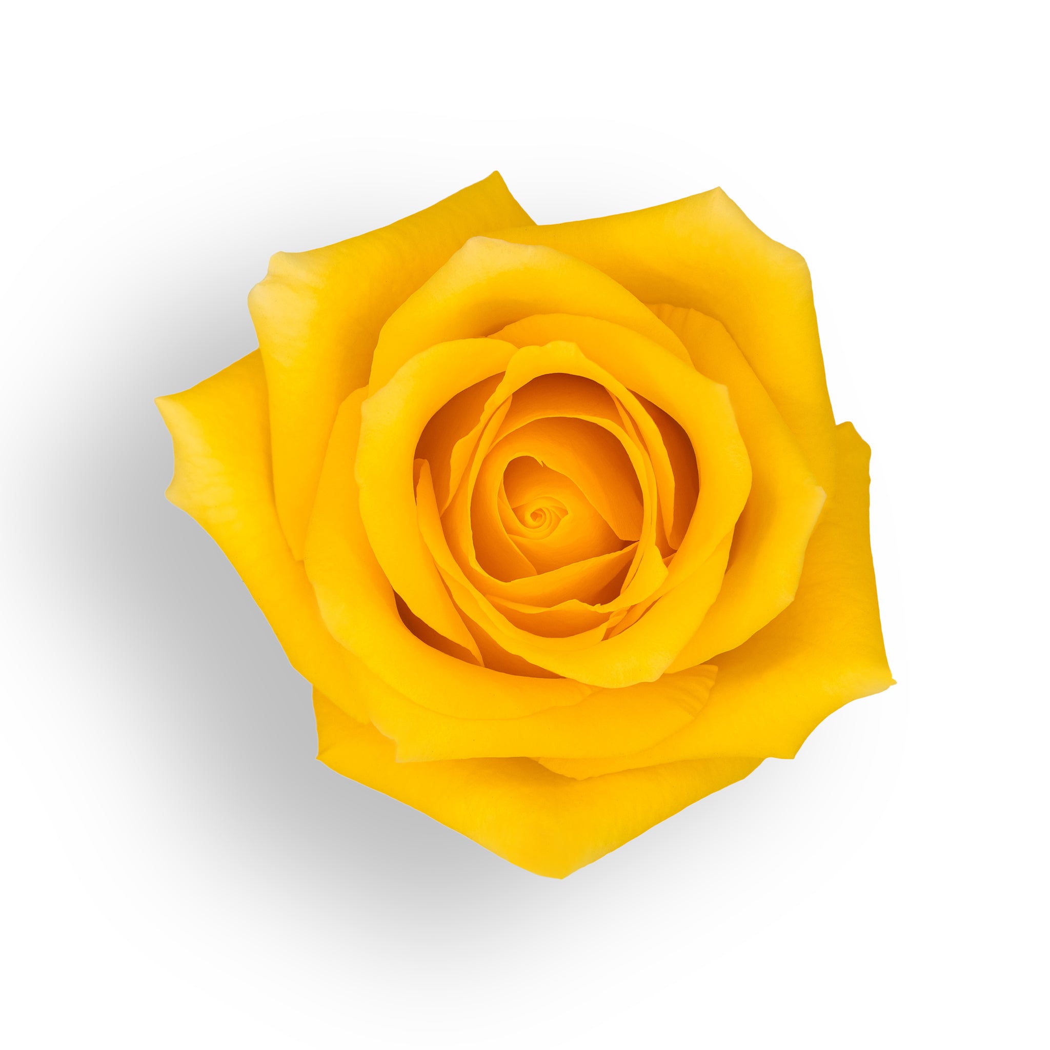 Lighthouse – Ecuaplanet Roses