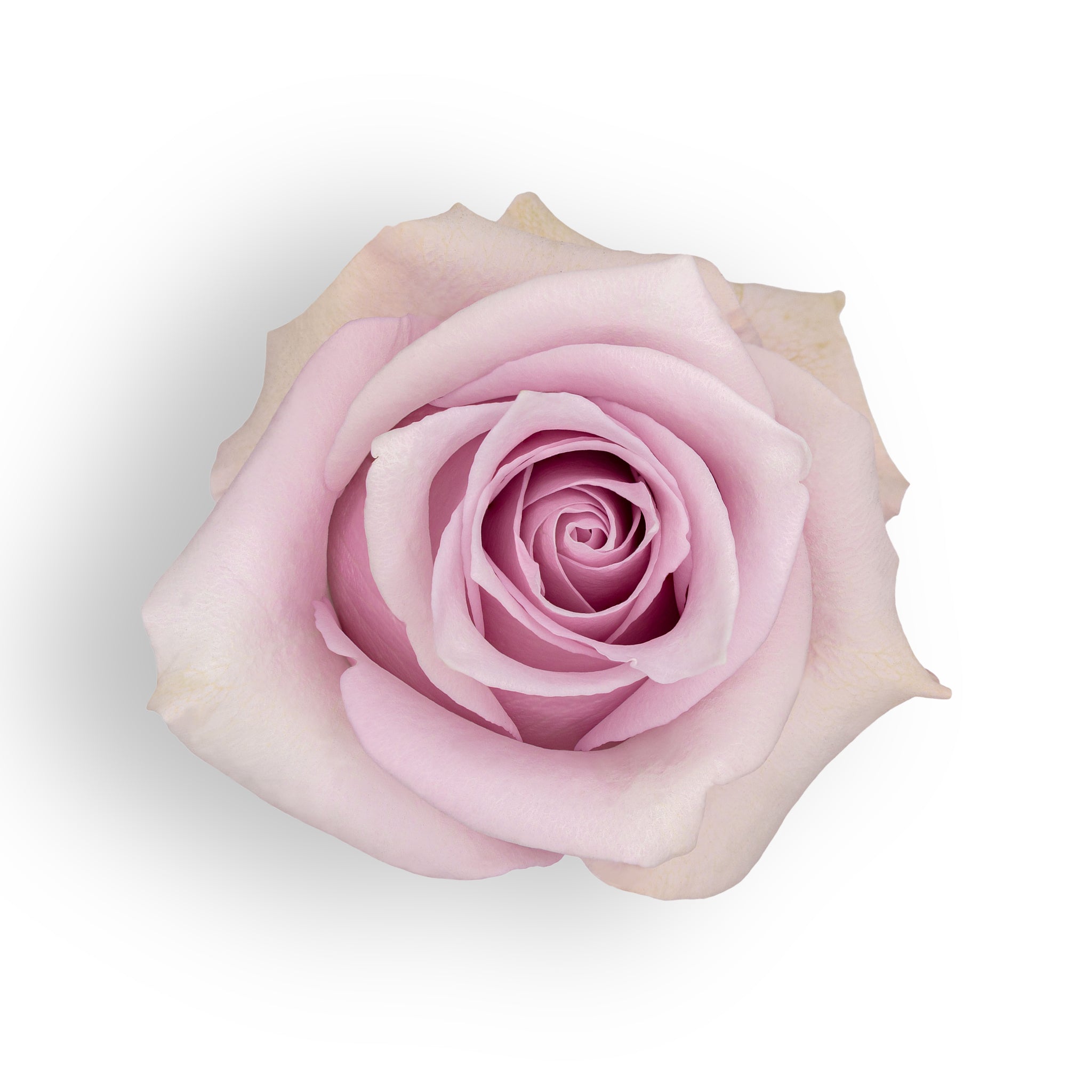 Nautica – Ecuaplanet Roses