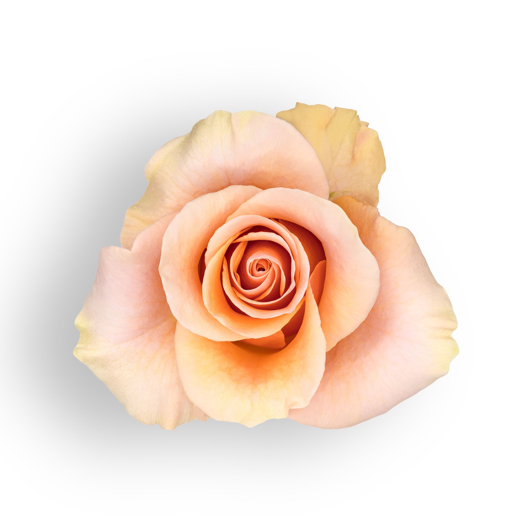 Phoenix – Ecuaplanet Roses