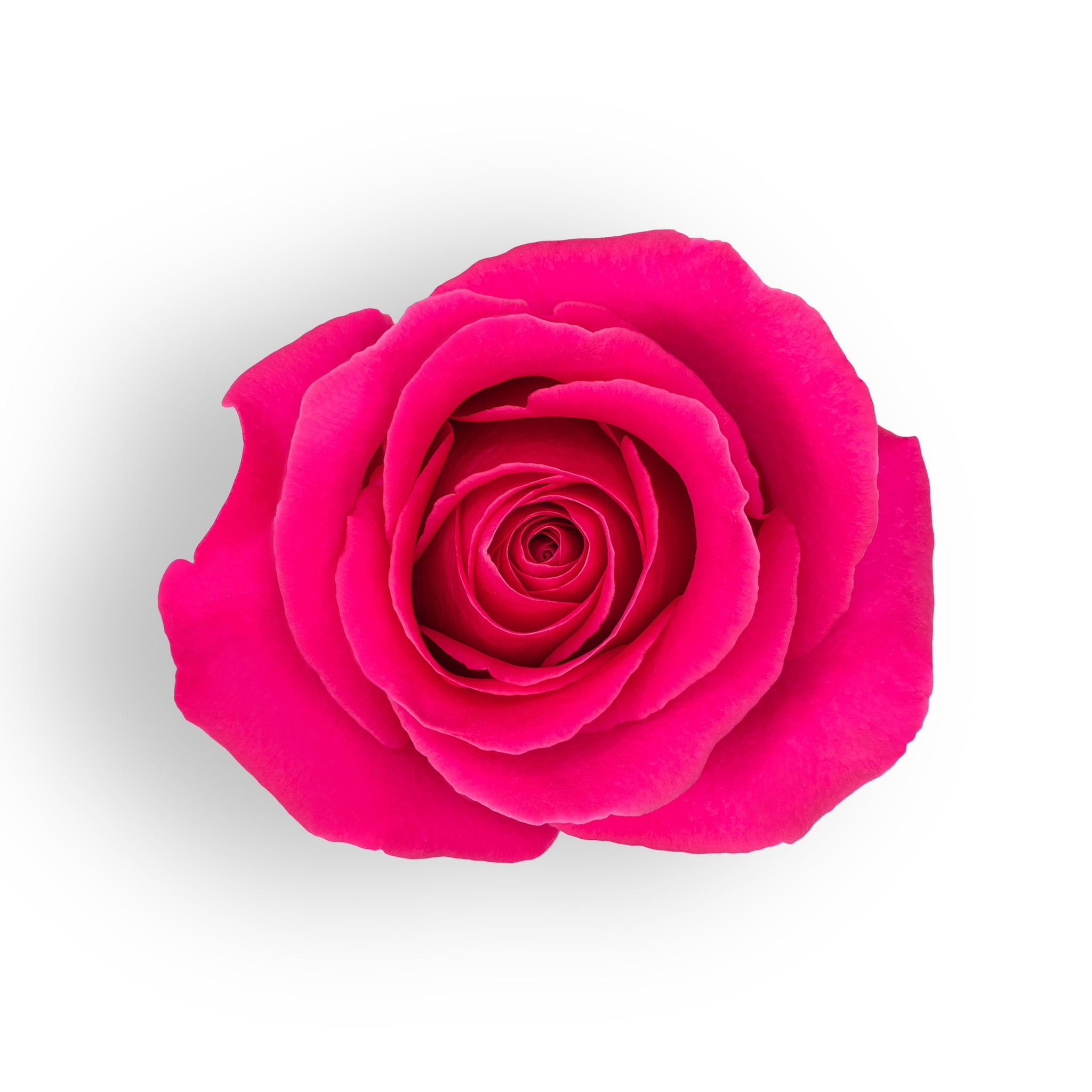 Pink Floyd – Ecuaplanet Roses