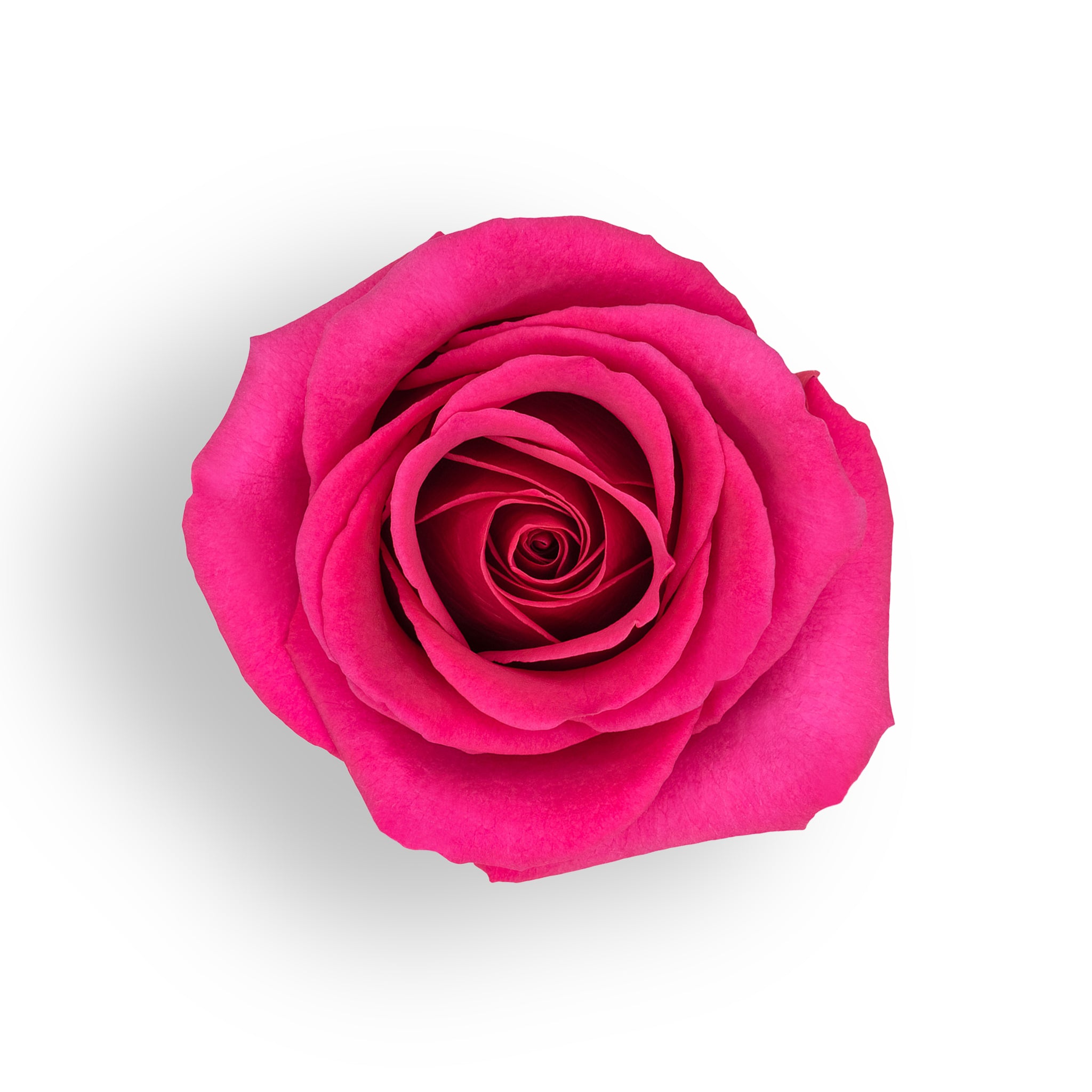 Roseberry – Ecuaplanet Roses