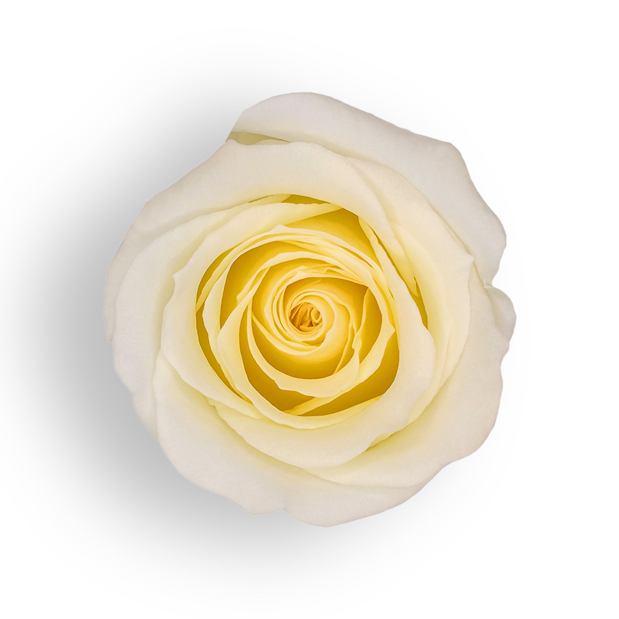 Snowy Jewel – Ecuaplanet Roses