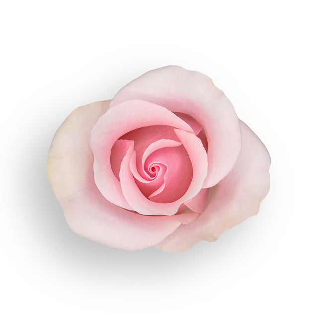 Titanic – Ecuaplanet Roses