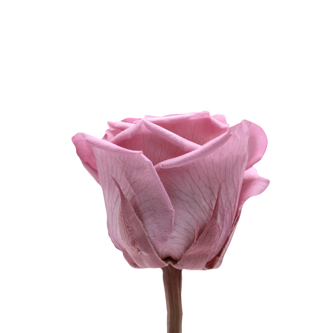 Cherry Blossoms – Ecuaplanet Roses