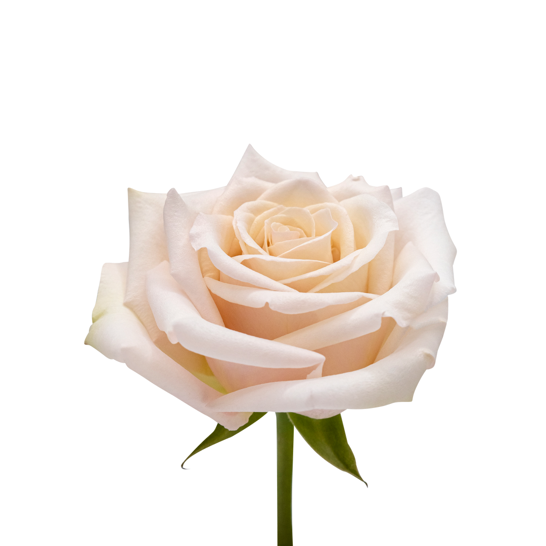 Sahara – Ecuaplanet Roses